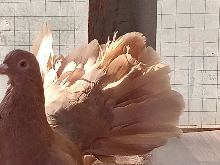 Продажа голубей