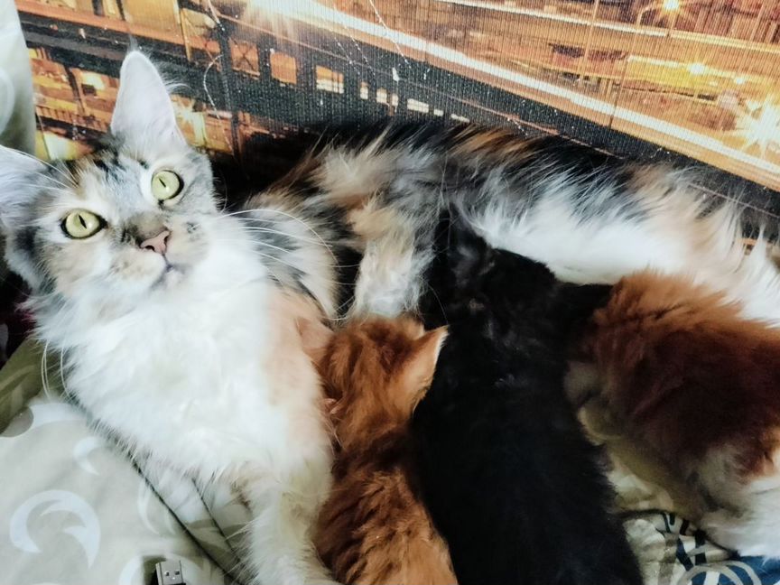 Котята мейн-кун