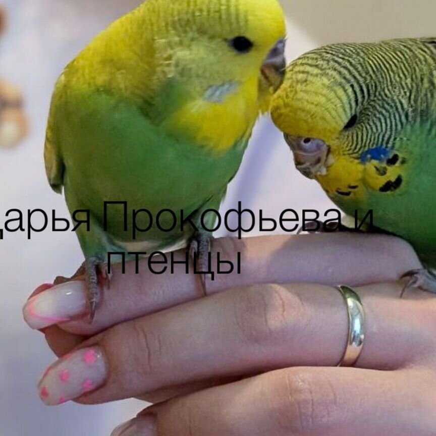 Волнистые Попугаи Ручные Птенцы