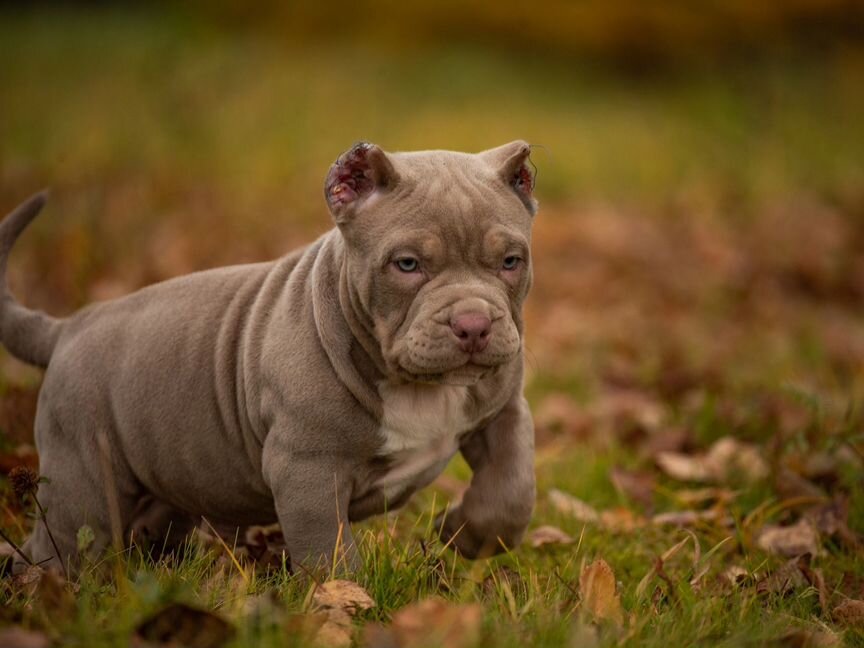 Американский булли покет