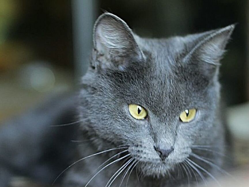 Супер ласковый кот в добрые руки