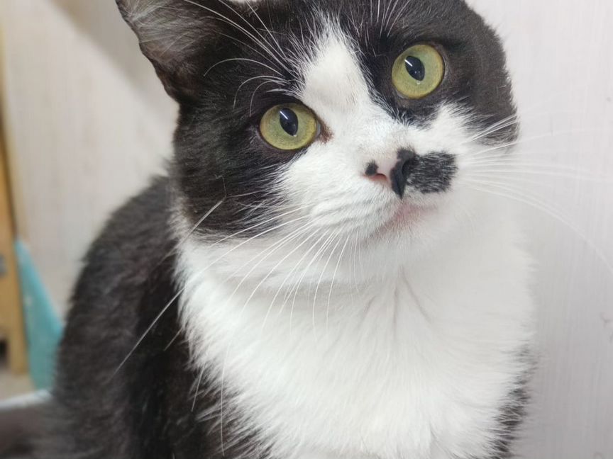 Котик в добрые руки