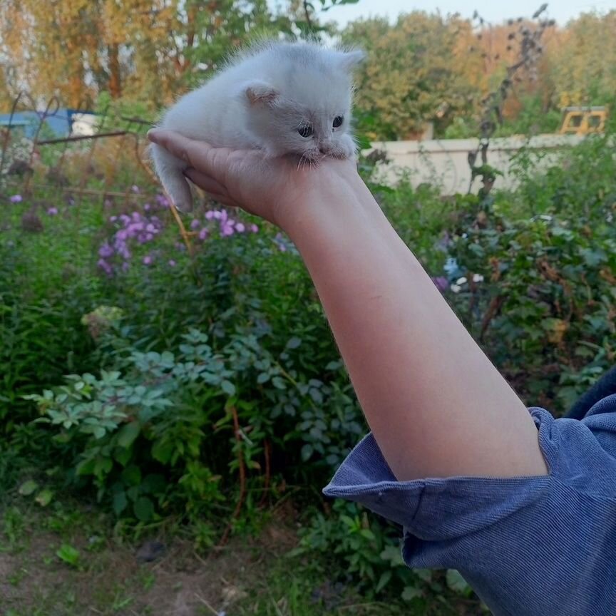 Отдам котят в добрые руки