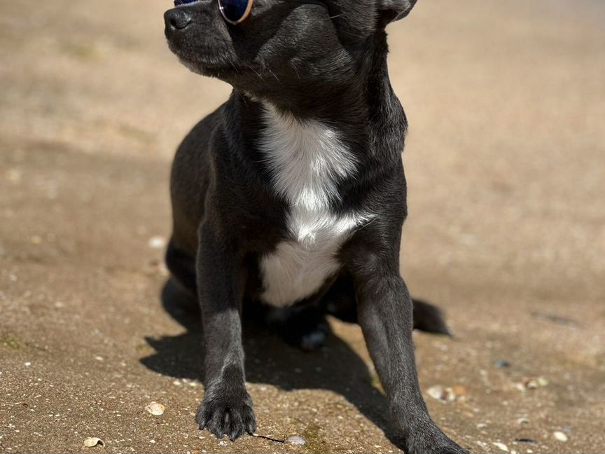 Собака для вязки