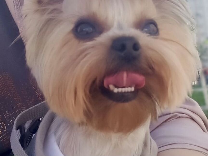 Йоркширский терьер вязка девочка