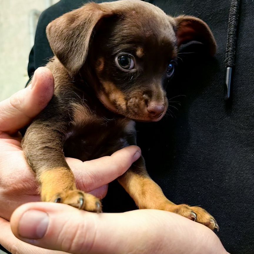 Русский той-терьер, щенок