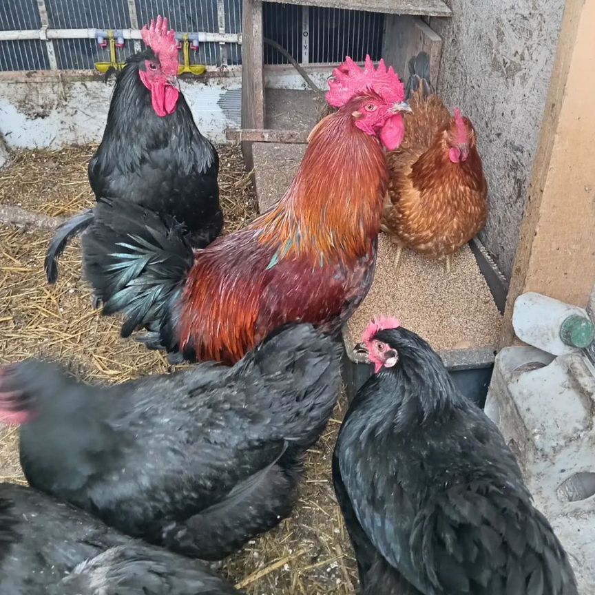 Яйцо (ия) инкубационное яйцо,австралорп кучинская