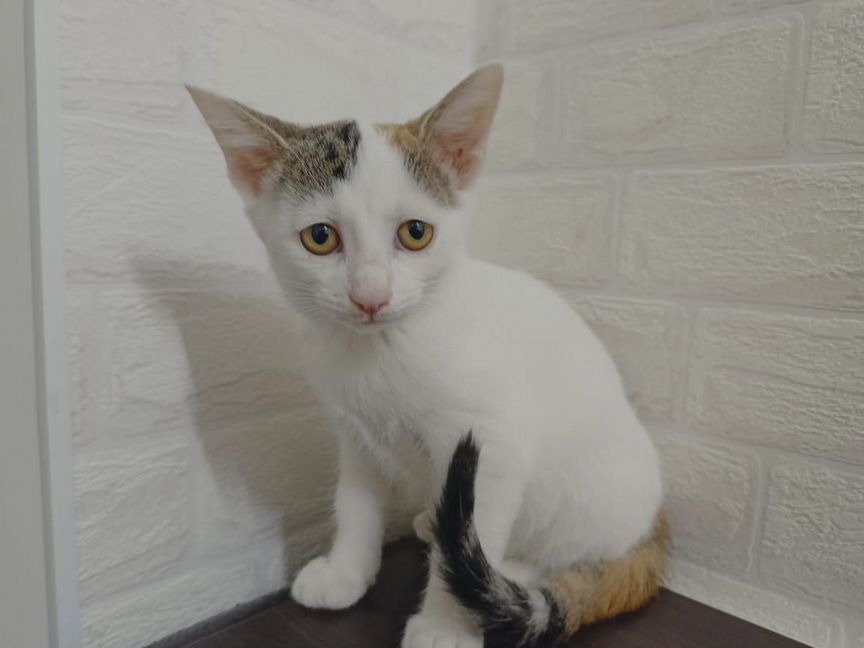 Котята в новую семью