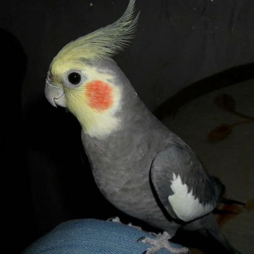 Попугай корелла птенецы