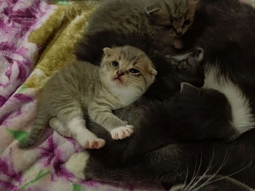 Шотландская