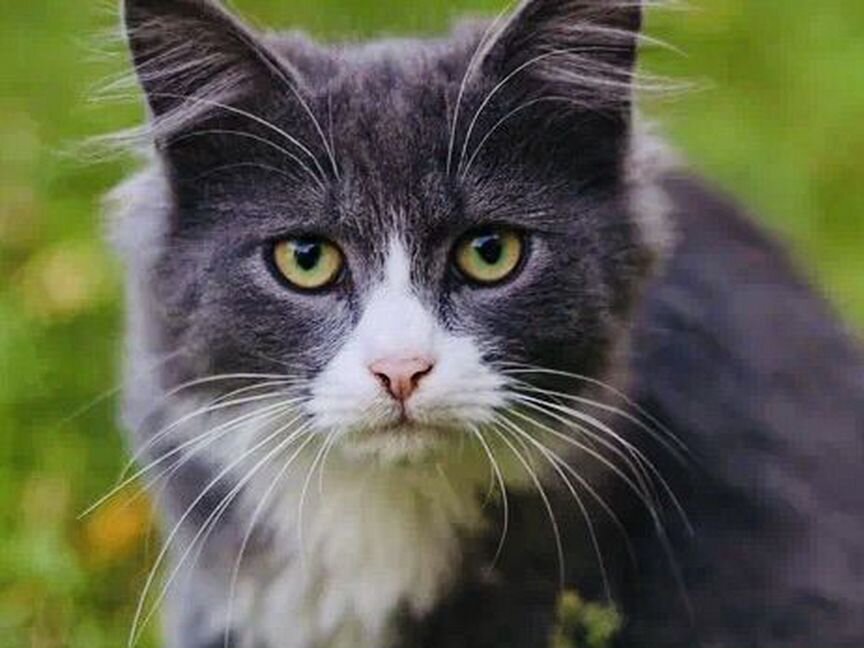 Котенок замерзает никому не нужный