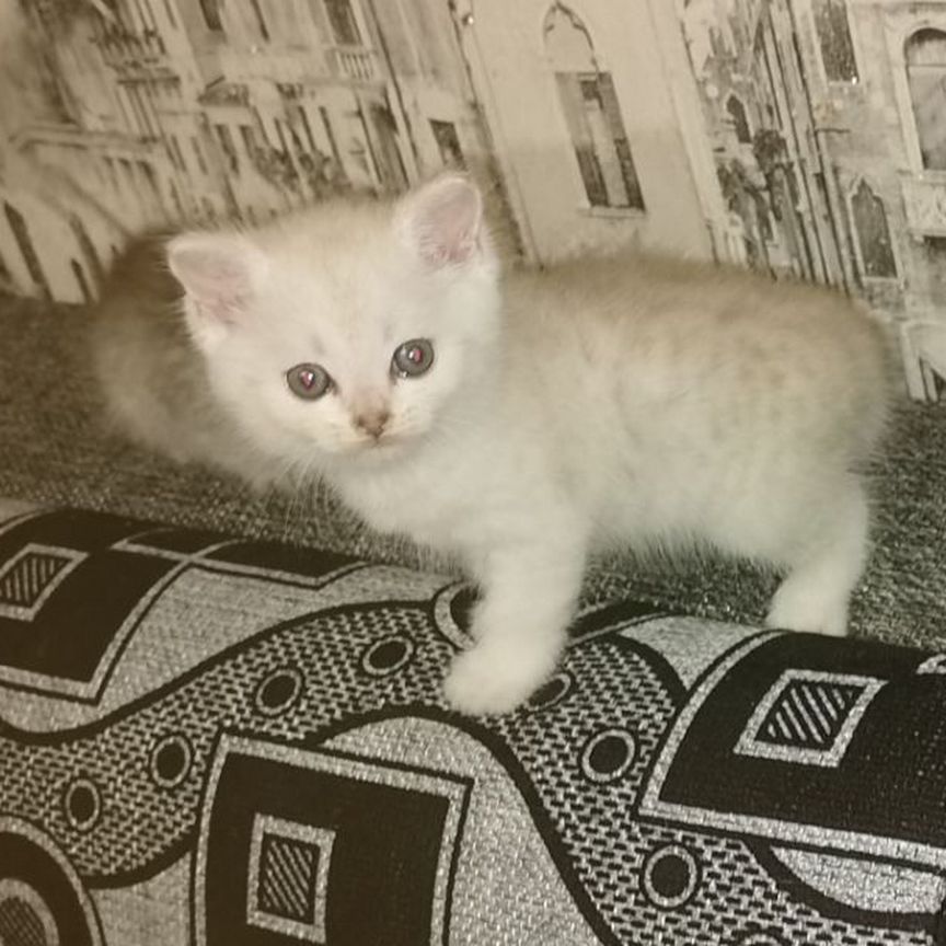 Шотландский прямоухий короткошёрстный котёнок