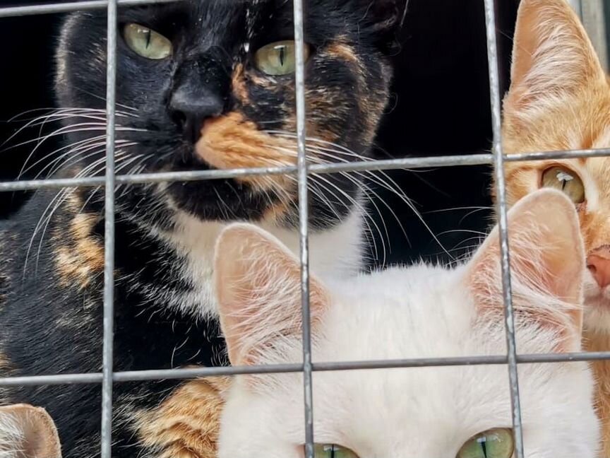 Котики из приюта ищут дом