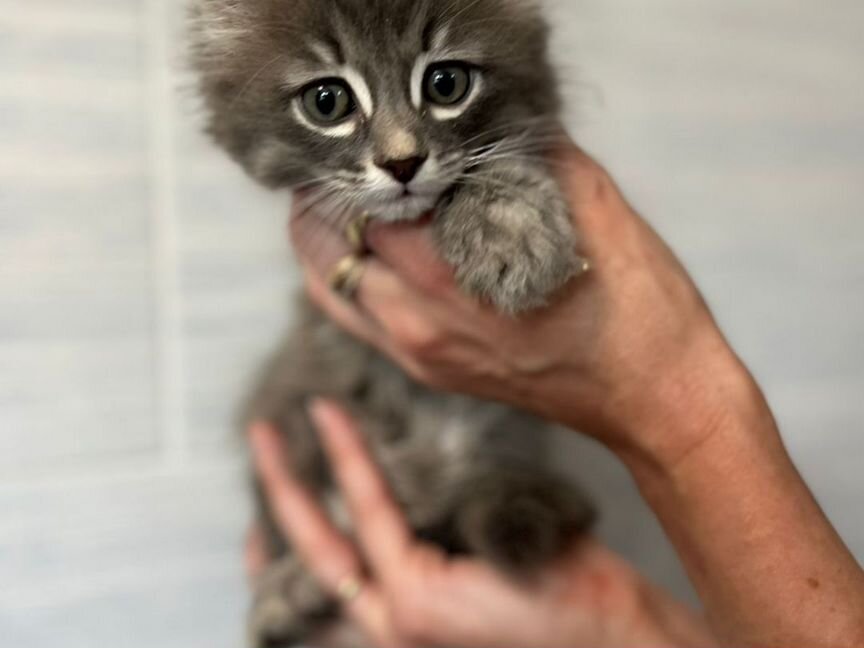 Котенок маленькое чудо