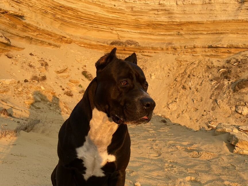 Питбуль вязка