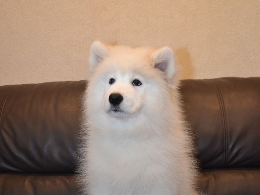 Щенки Самоеда