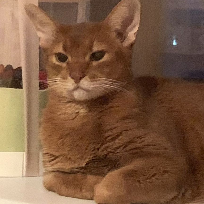 Абиссинка в добрые руки