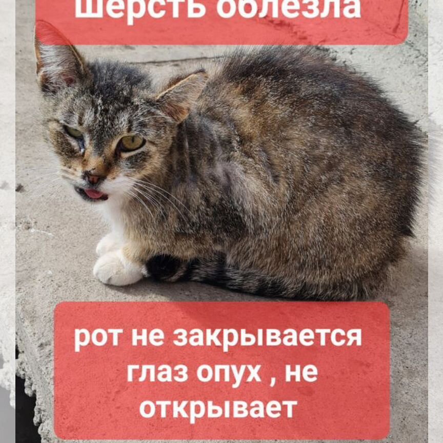 Взрослая, кошка в добрые руки