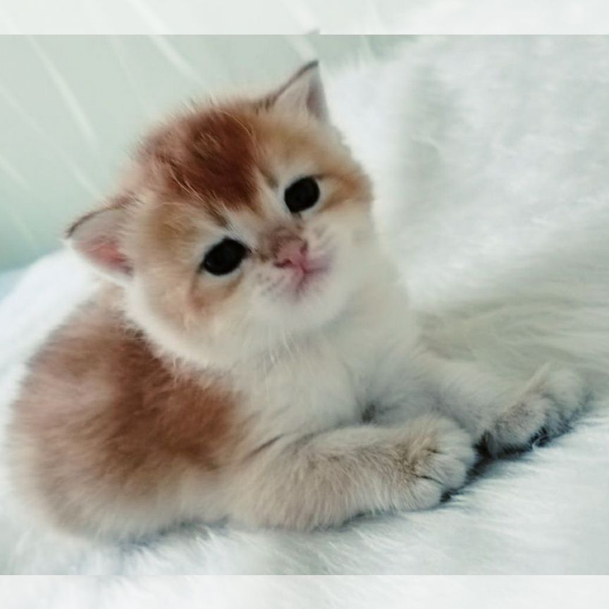 Британские котята золотые