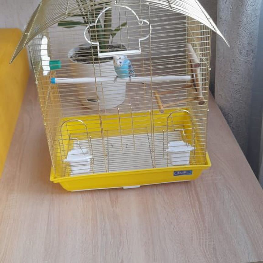 Волнистый попугай с клеткой