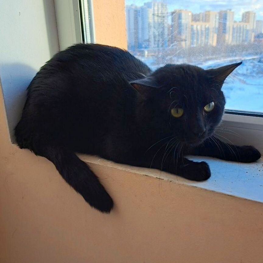 Котик в добрые руки