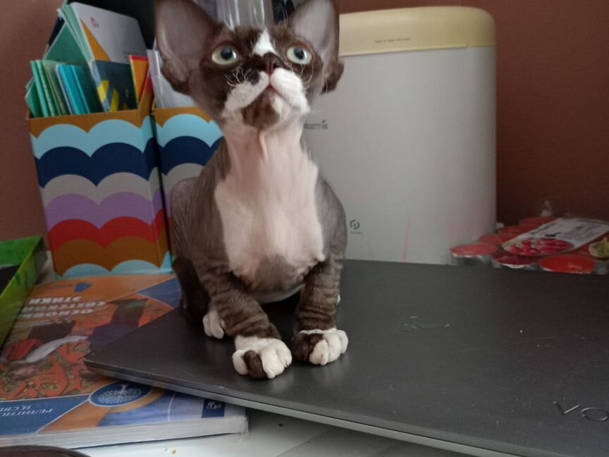 Котята девон-рекс