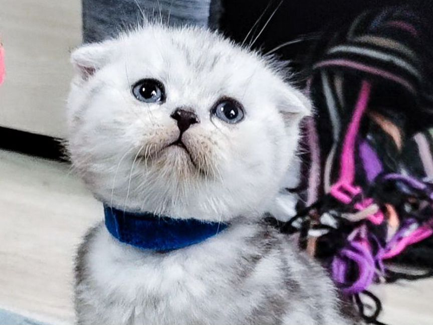 Клубный Шотландскикотик скоттиш-фолд