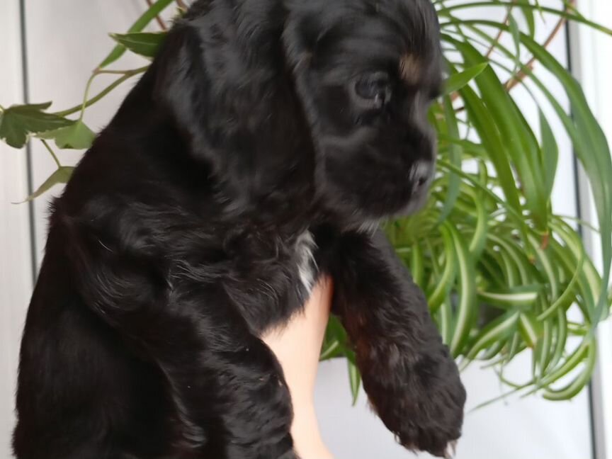 Американский кокер щенки