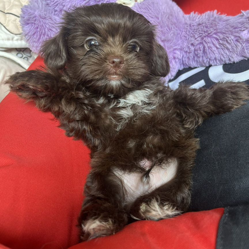 Вот такой милота пряничный мальтипу