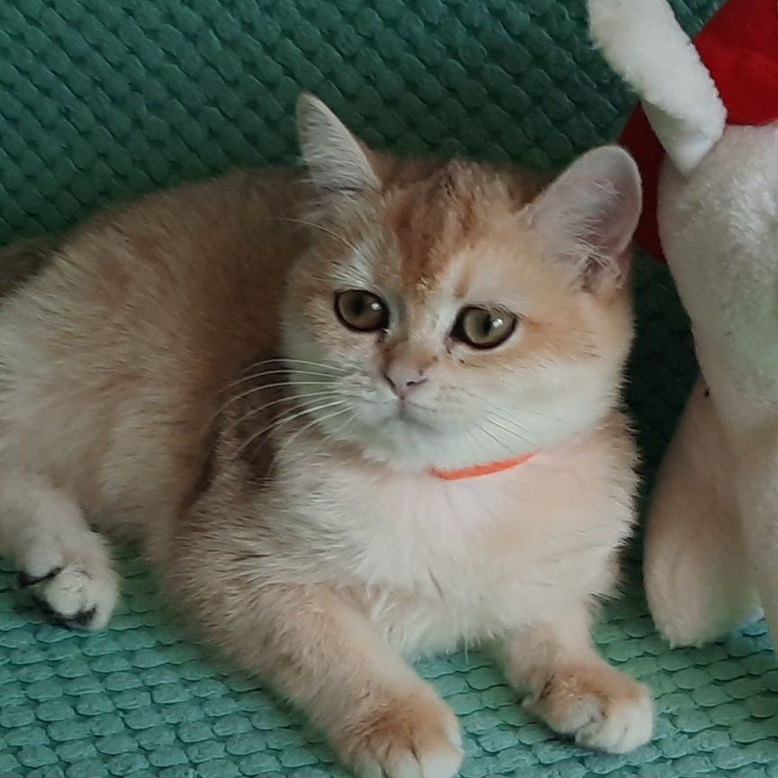 Золотая кошечка ny 12