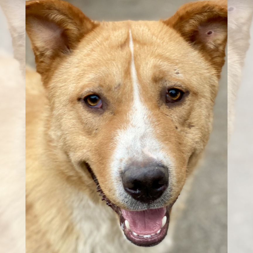 Взрослая собака в добрые руки