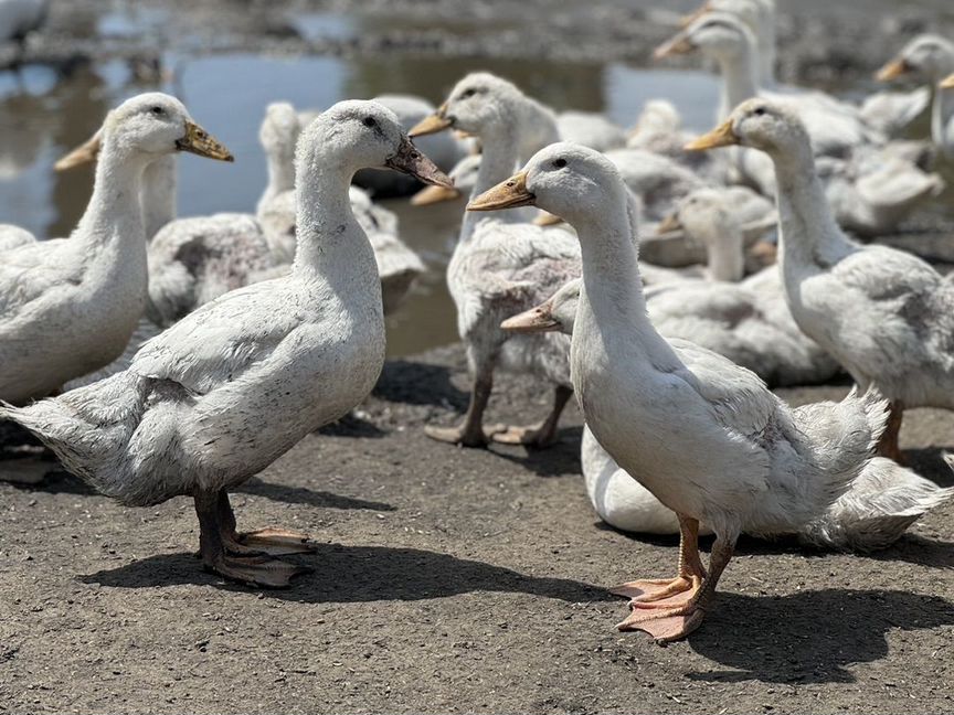 В продаже Утки,55 дней