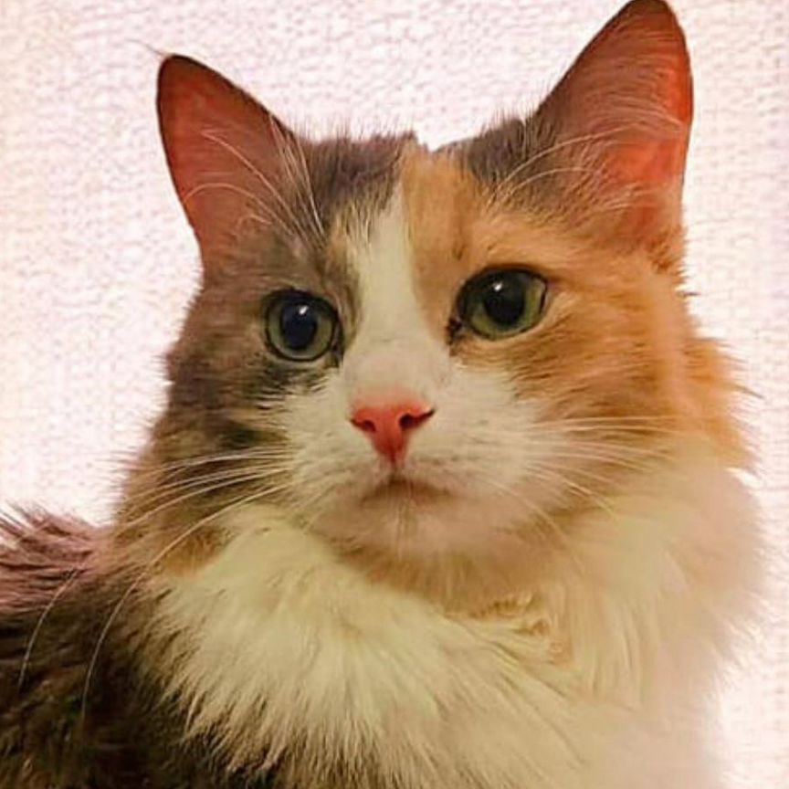 Красивая кошечка Милена