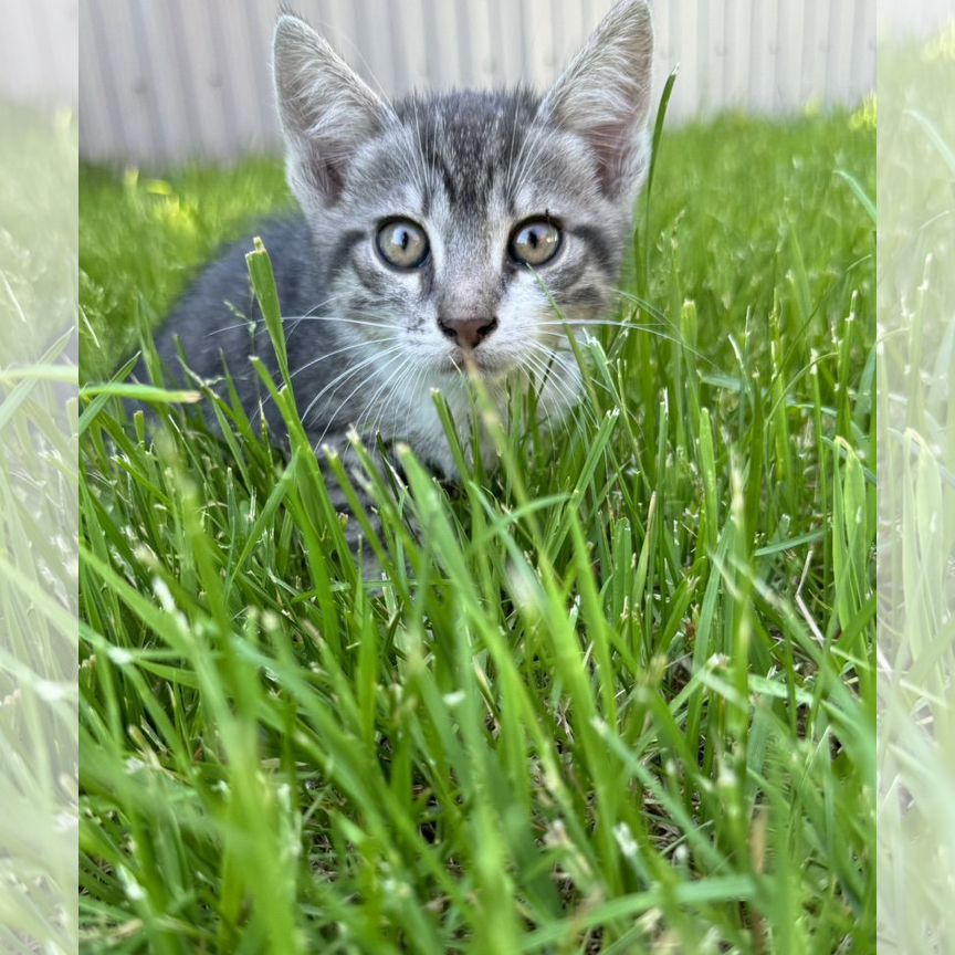 Котёнок в добрые руки