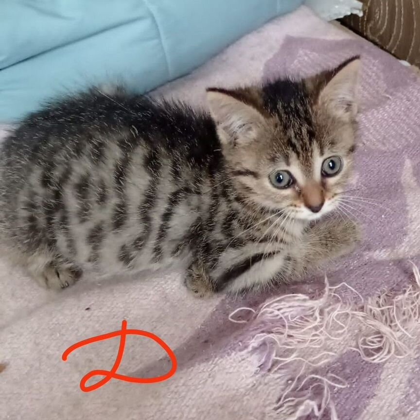 Котята воспитанные и ласковые комочки