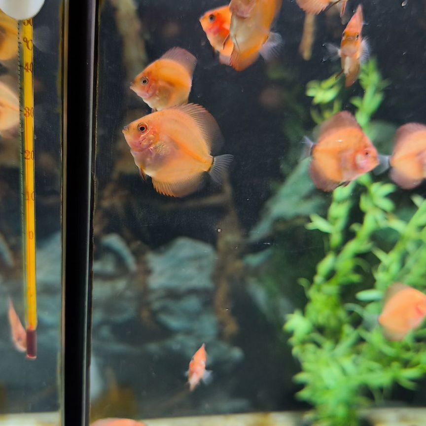 Дискус Ред Мелон мальки