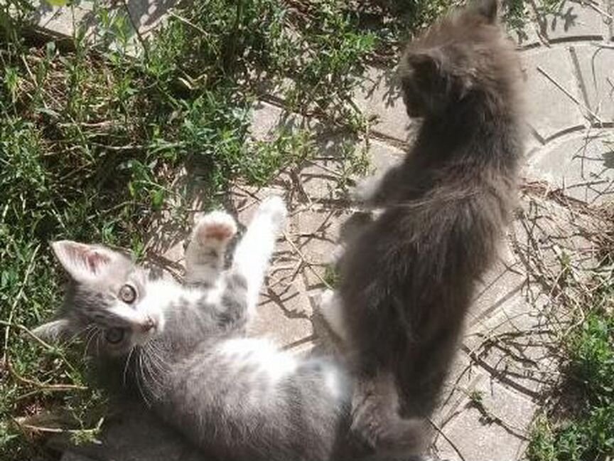 Очаровательные котята