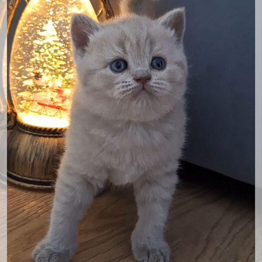Британские котята