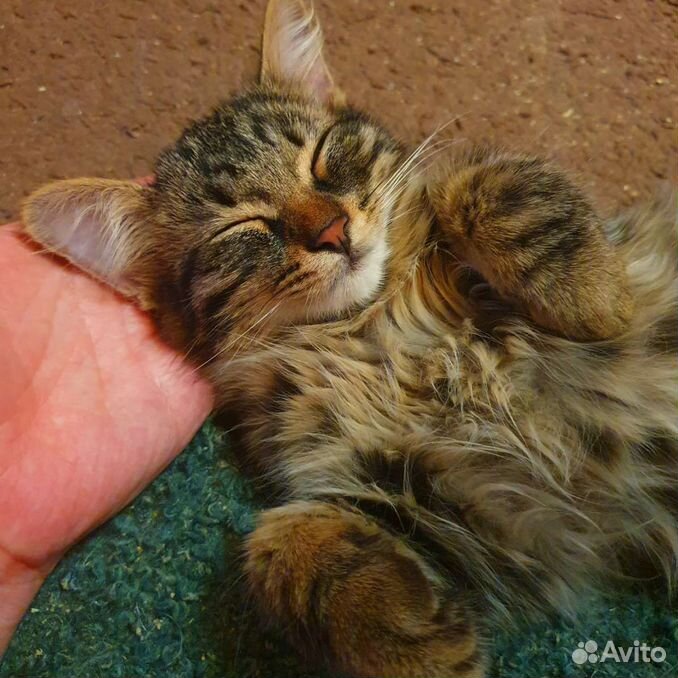 Котик Роби 3,5 мес пуш дар очарование навсегда
