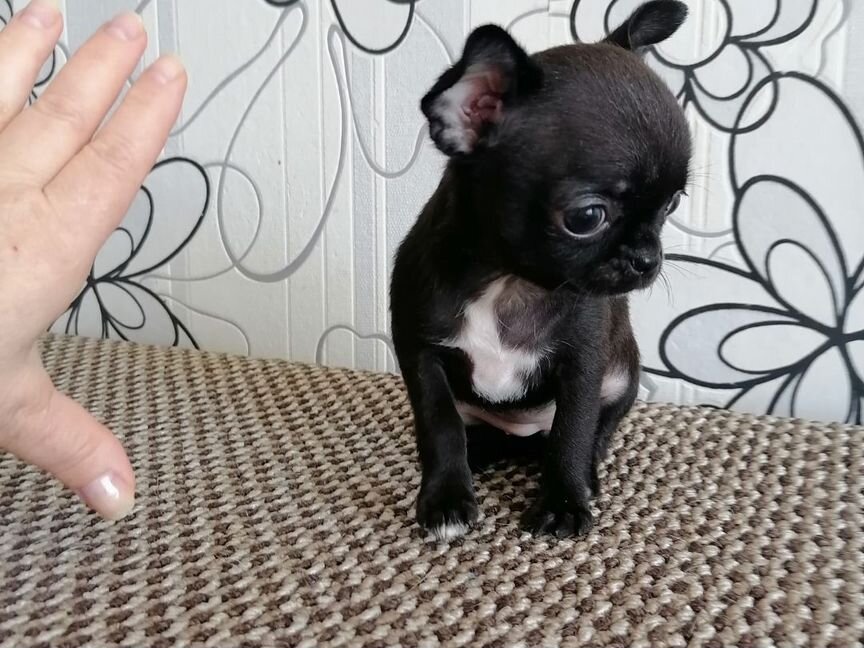 Щенки чихуахуа