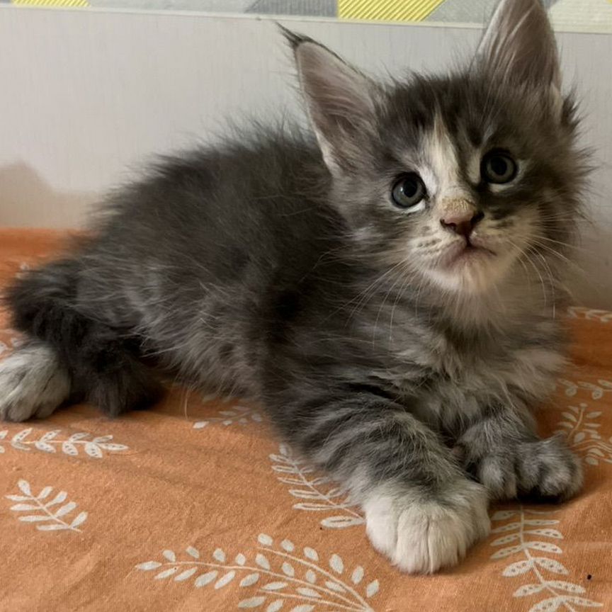 Мейн-кун котёнок