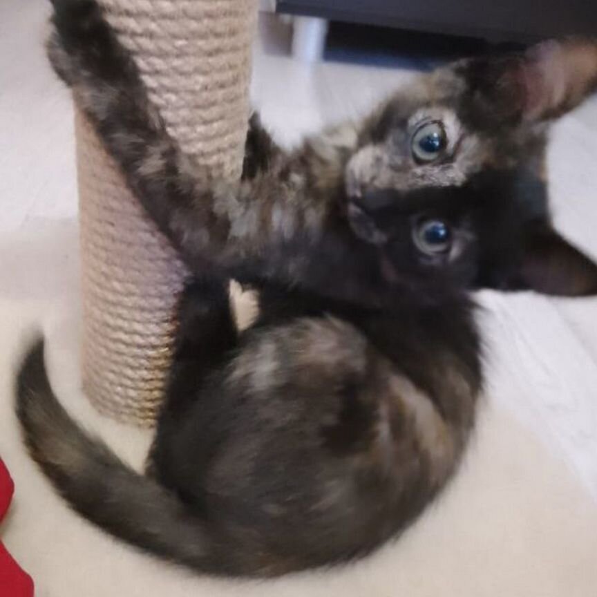 Отдам бесплатно кошечку черепашку