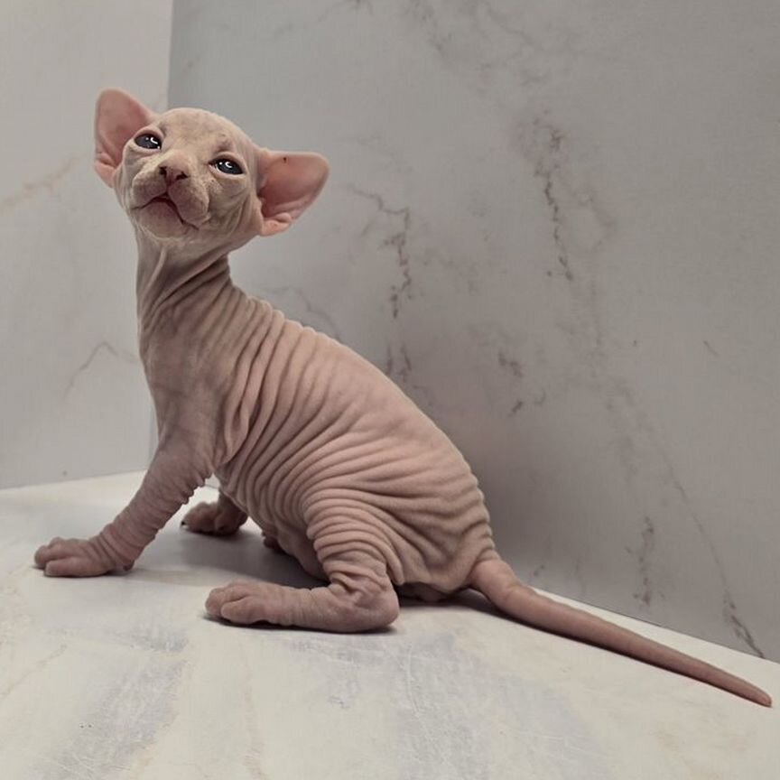 Канадский сфинкс котёнок