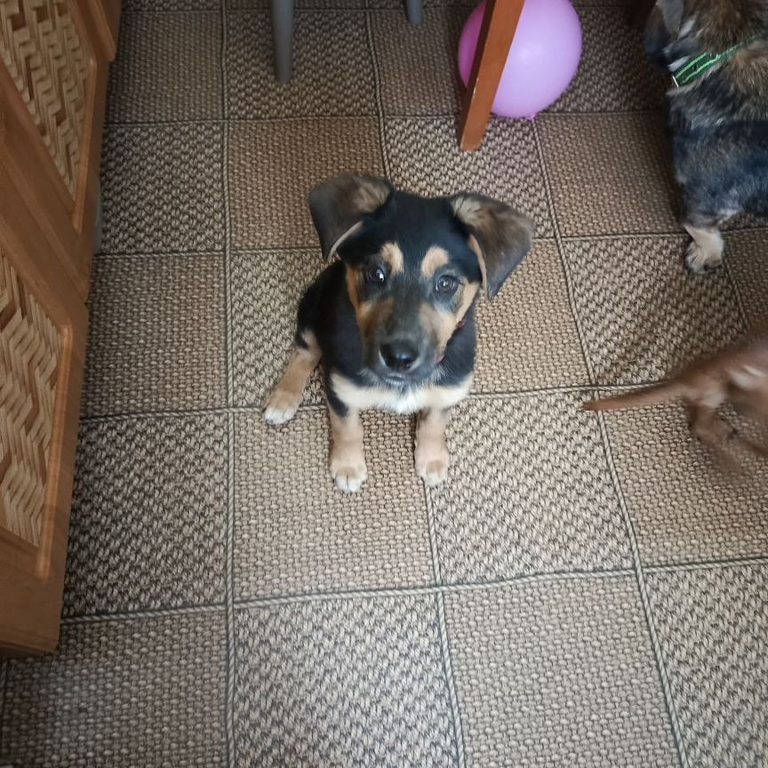 Щенок в добрые руки