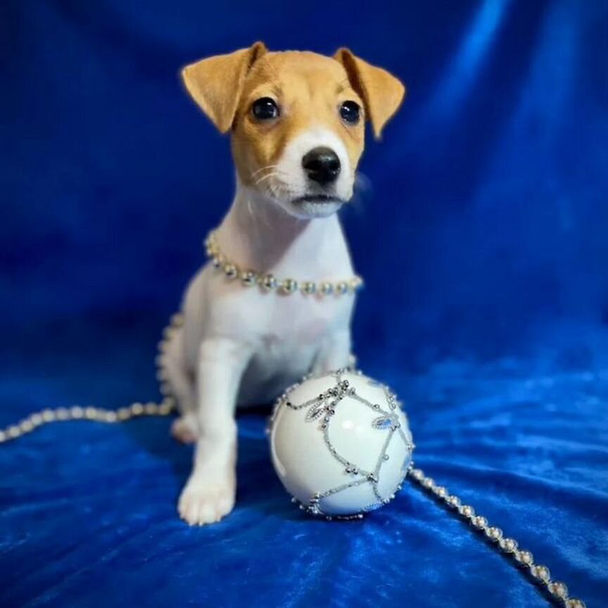 Продаю щенка Джек рассел