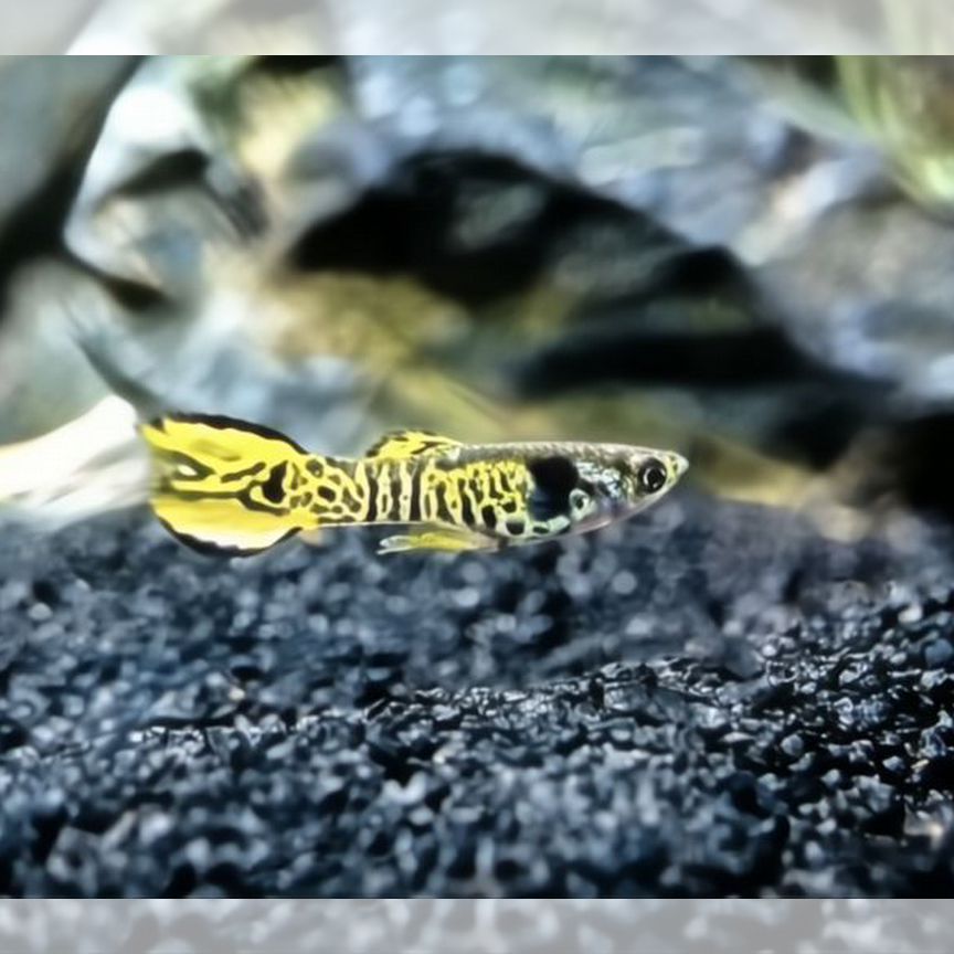 Гуппи тигровая эндлера