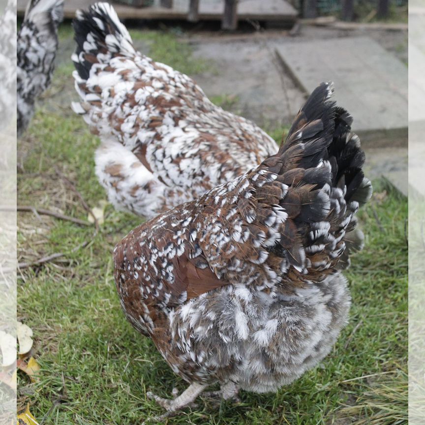 Куры ливенские ситцевые