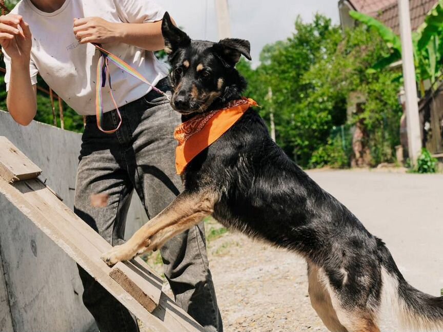 Квартирная собака в добрые руки