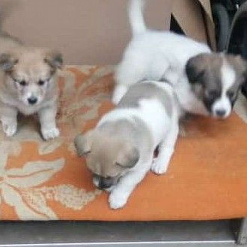 Щенок в добрые руки бесплатно