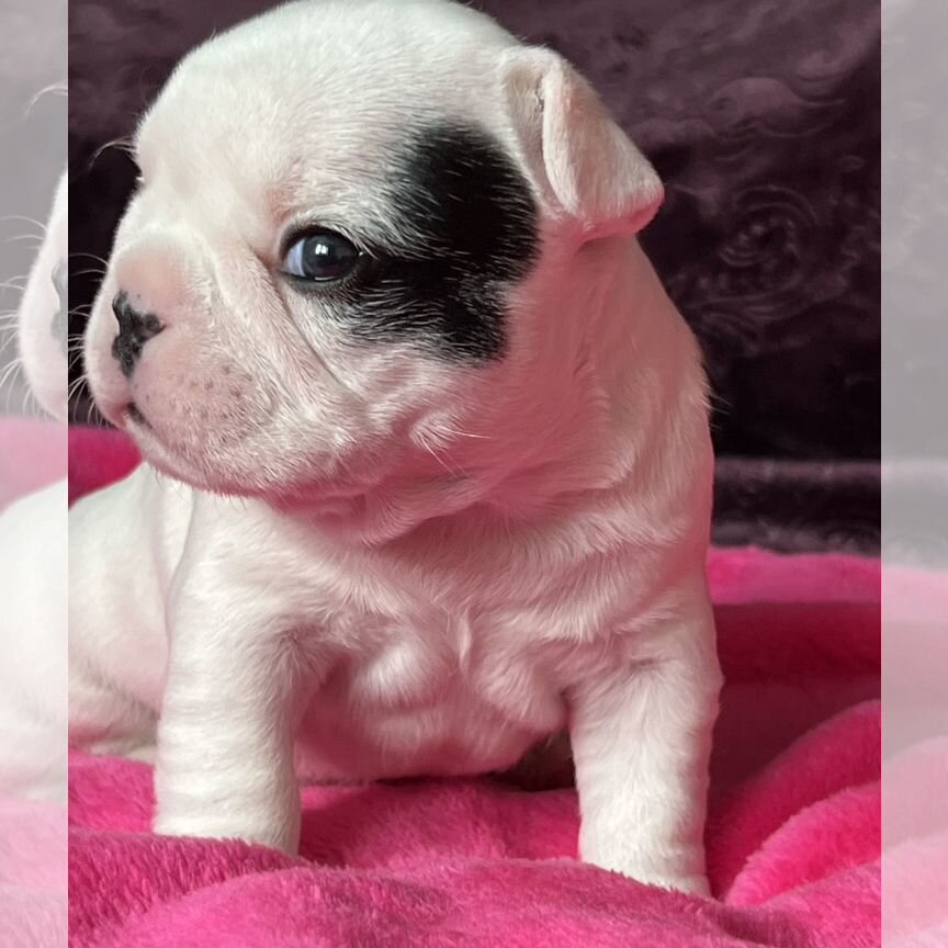 Французский бульдог, щенок